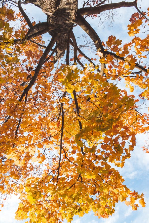 Toronto Maple Leafs Wallpaper Iphone Stock Photos - Free & Royalty-Free ...