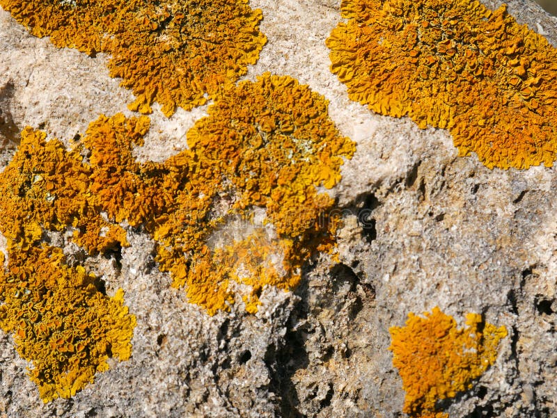 Orange and Yellow Lichen on a Rock Stock Photo - Image of lake ...