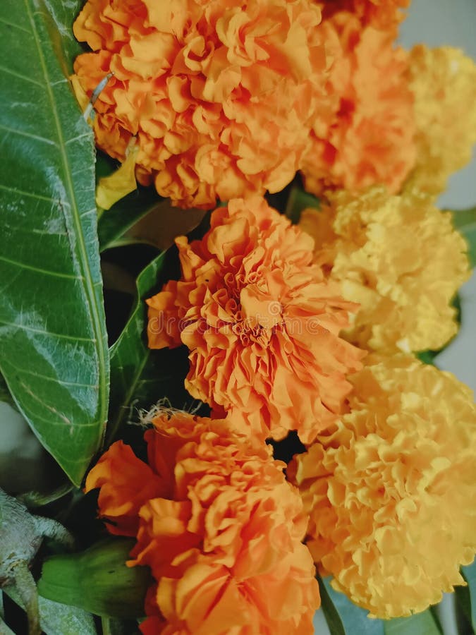 Orange and Yellow Marigold with Mango Leaf Stock Image - Image of ...