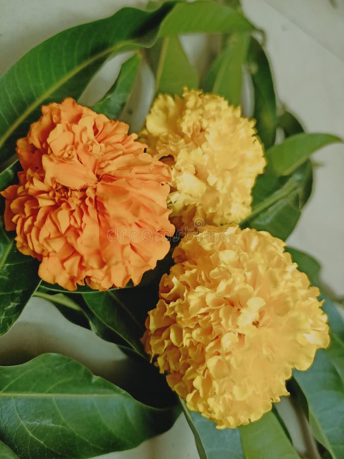 Orange and Yellow Marigold with Mango Leaf Stock Image - Image of ...