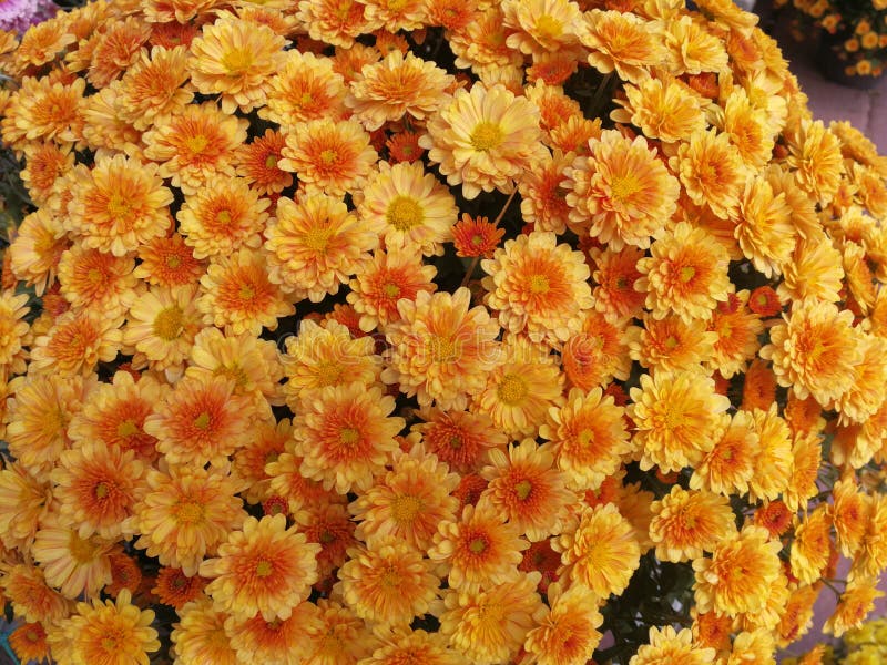 Orange and yellow mums stock photo. Image of background - 99326308