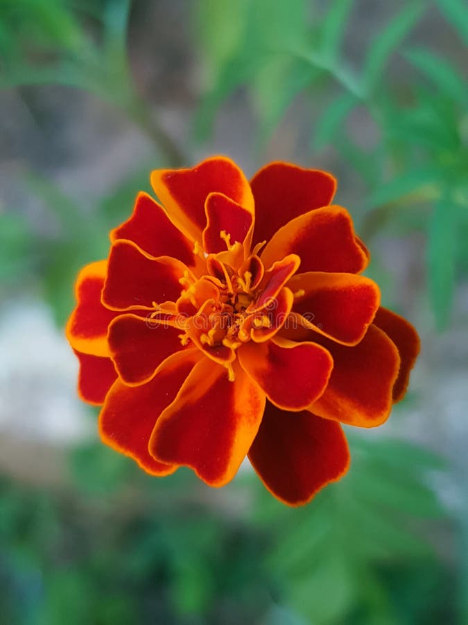 Orange, Yellow and Red Colored Beautiful Flower Stock Image - Image of ... Orange, Yellow and Red Colored Beautiful Flower Stock Image - Image of ...