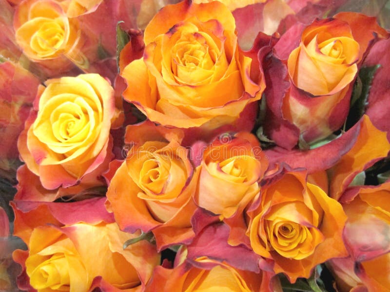 Orange Yellow Rose Bouquet stock photo. Image of mother - 47069188
