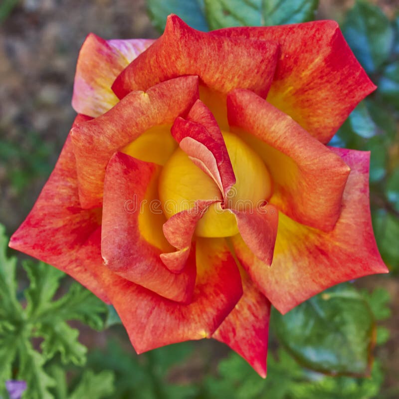 Orange and Yellow Rose Closeup Stock Photo - Image of fresh, petals ...