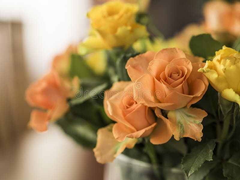 Orange and yellow roses stock photo. Image of blossom - 94860448
