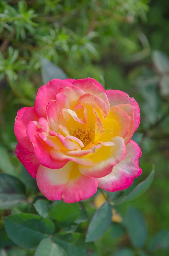 Orange Yellow Roses in the Garden Stock Photo - Image of love, florist ...