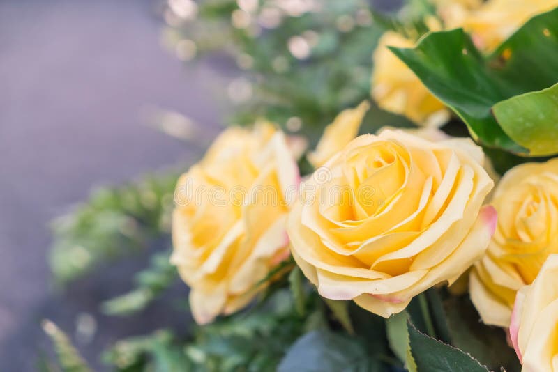 Orange yellow roses stock image. Image of botanical, bloom - 89112775
