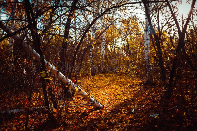 Orange Yellow Tree Leaf Forest Autumn Beauty Nature Stock Image - Image ...