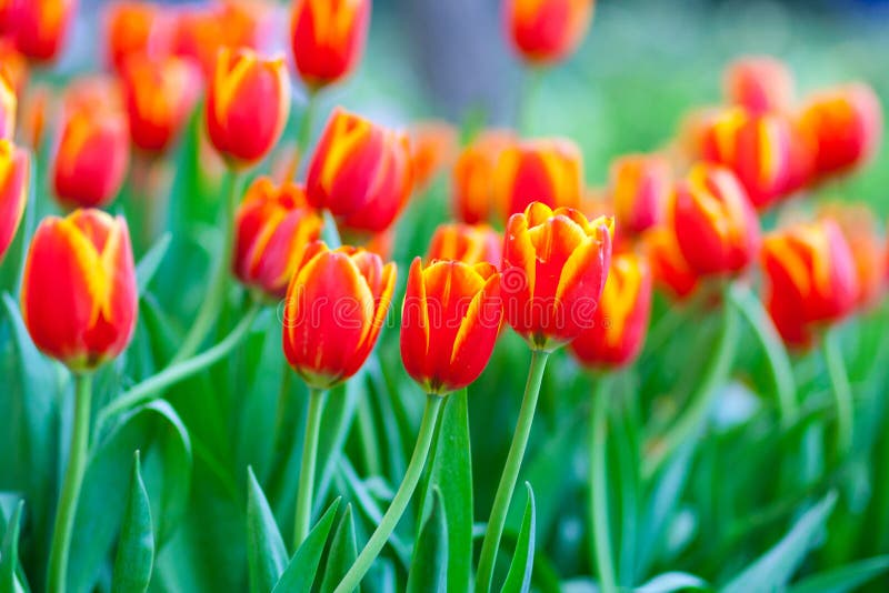 Orange and Yellow Tulip Flower Stock Photo - Image of flower, rain ...