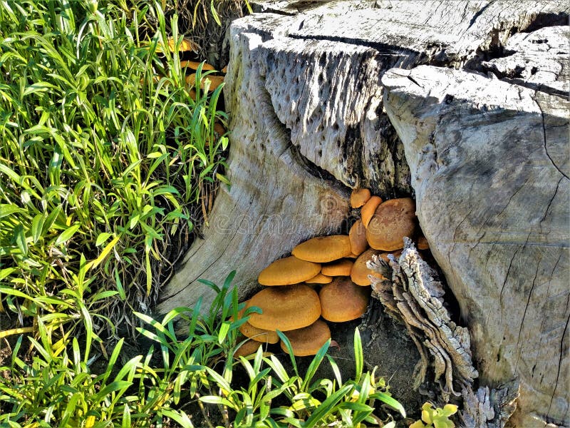 Orange Yellow Wild Mushrooms Growing from Tree Stump Stock Image ...