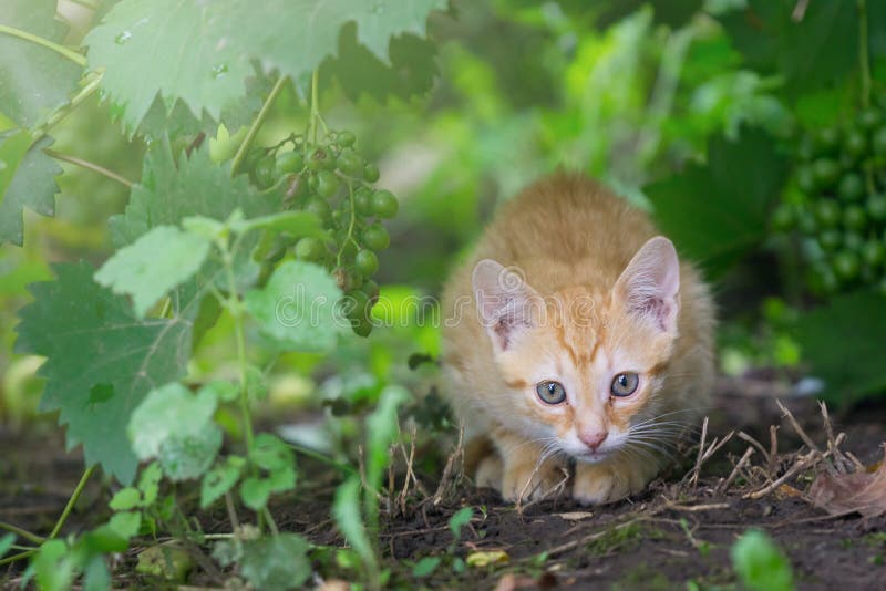 Orange Young Cat Play in Front of Vineyard Stock Image - Image of ...