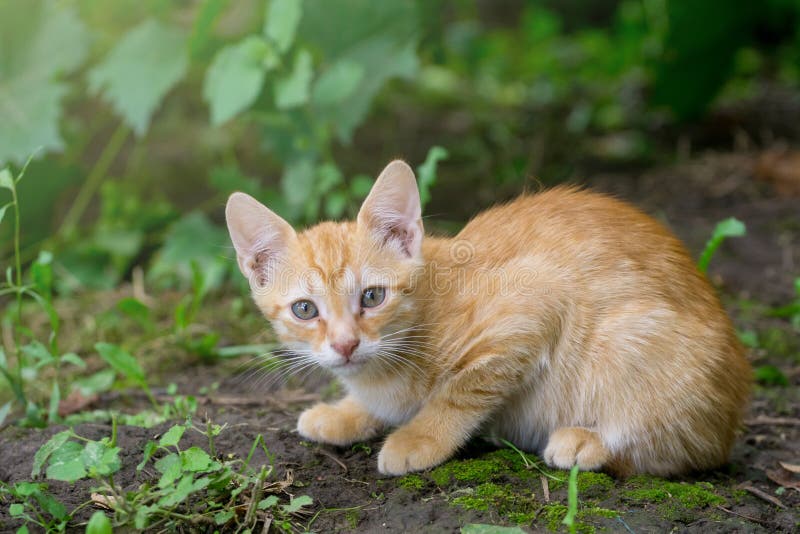 Orange Young Cat Play in Front of Vineyard Stock Photo - Image of stand ...
