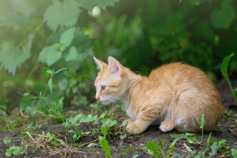 Orange Young Cat Play in Front of Vineyard Stock Image - Image of stand ...