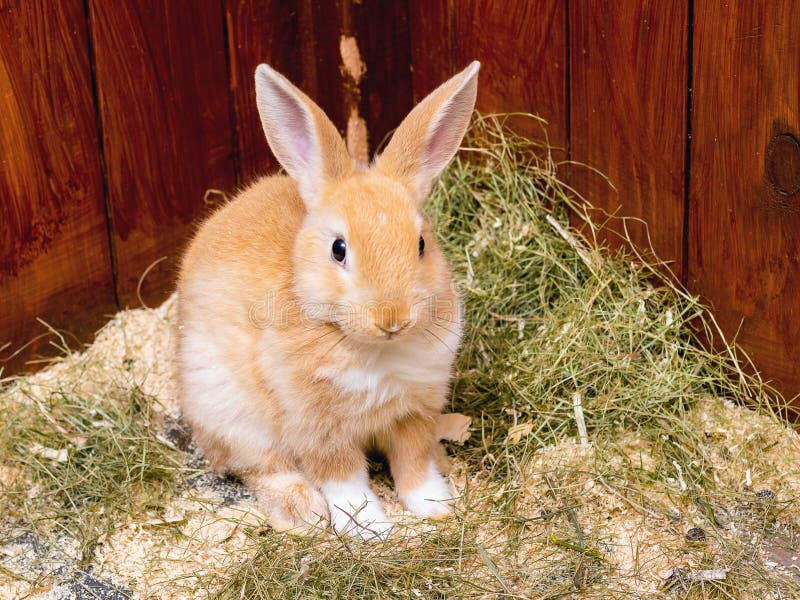 A Small Orange Rabbit in a Cage with Dry Grass_ Stock Image - Image of ...