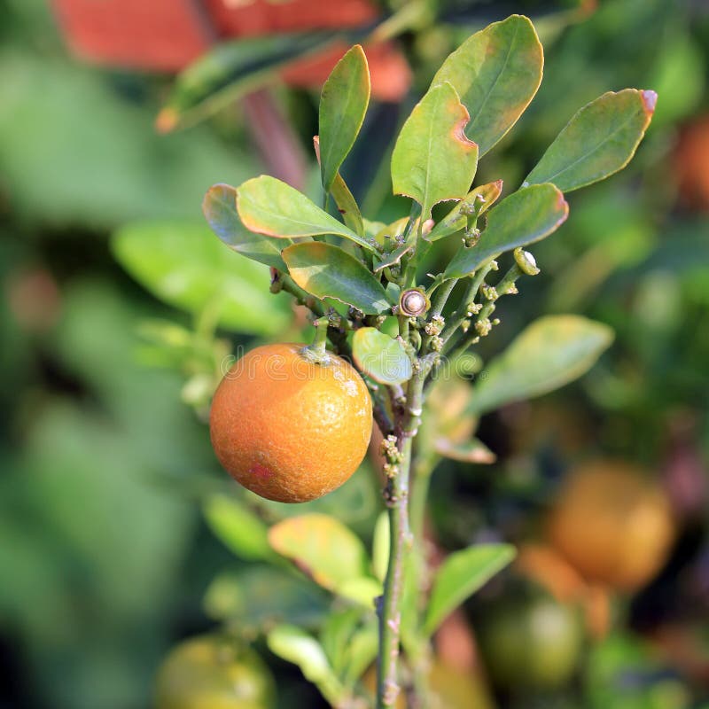Orange stock photo. Image of background, sweet, orange - 40029648