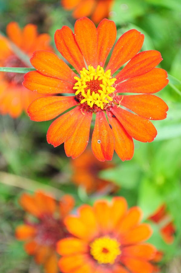 Zania Stock Photos - Free & Royalty-Free Stock Photos from Dreamstime