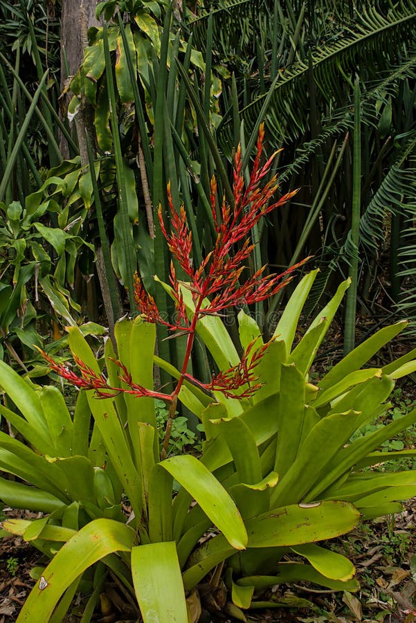 Orangeade Bromeliad - Aechmea Blanchetiana Stock Photo - Image of ...