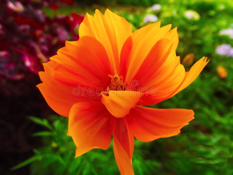 Orangeade stock image. Image of nature, merida, orangeade - 93066579