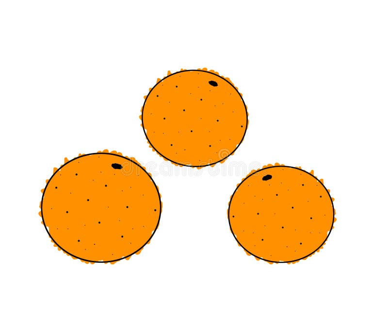 Three Oranges Stock Illustrations – 225 Three Oranges Stock ...