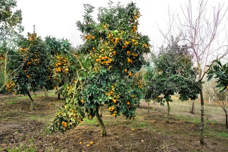 Oranges stock photo. Image of foliage, plants, tree, nature - 17846550
