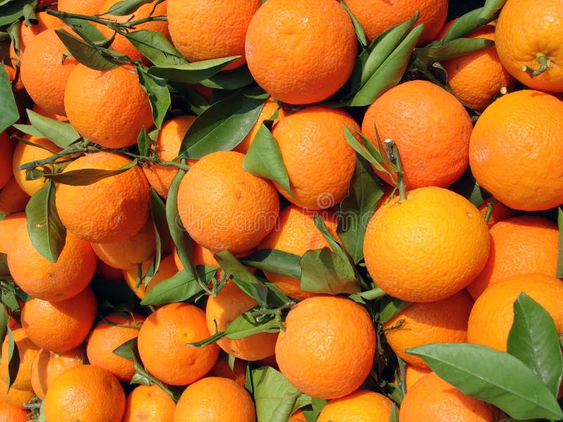 Oranges stock photo. Image of citrus, orange, taste, oranges - 4656502