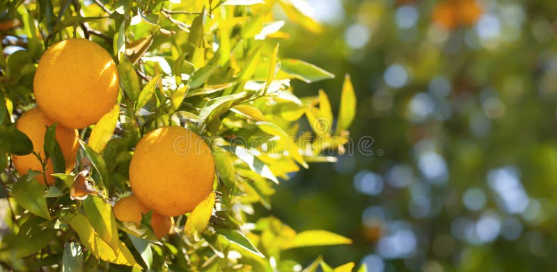 Oranges stock photo. Image of juicy, drink, ripe, plant - 46554456
