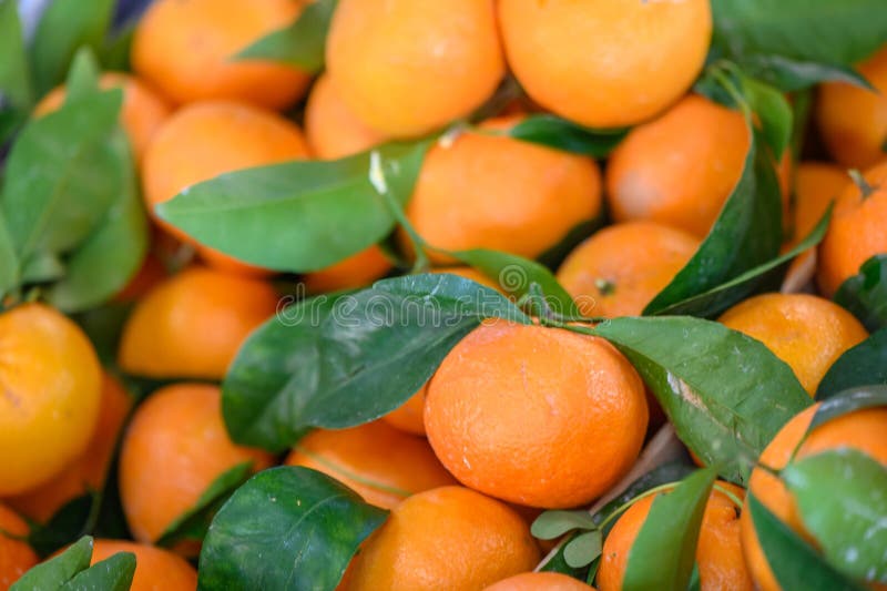 Oranges in a Box in a Store in Cyprus 2 Stock Image - Image of closeup ...