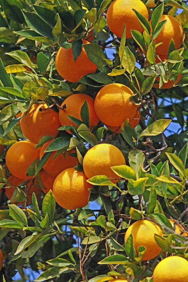 Oranges stock photo. Image of ripe, citrus, squeeze, tree - 67212906