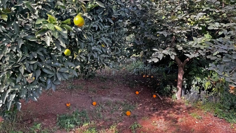 Oranges Fall from the Tree To the Ground in the Orange Grove Stock ...