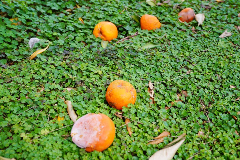 Oranges Falling from the Branch are Rotting on the Ground Stock Photo ...