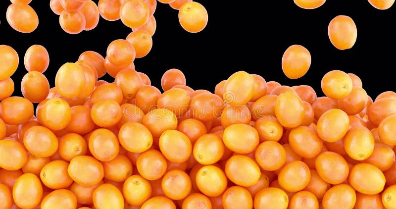 Oranges Falling and Fill the Screen. 3D Animation on Transparent ...