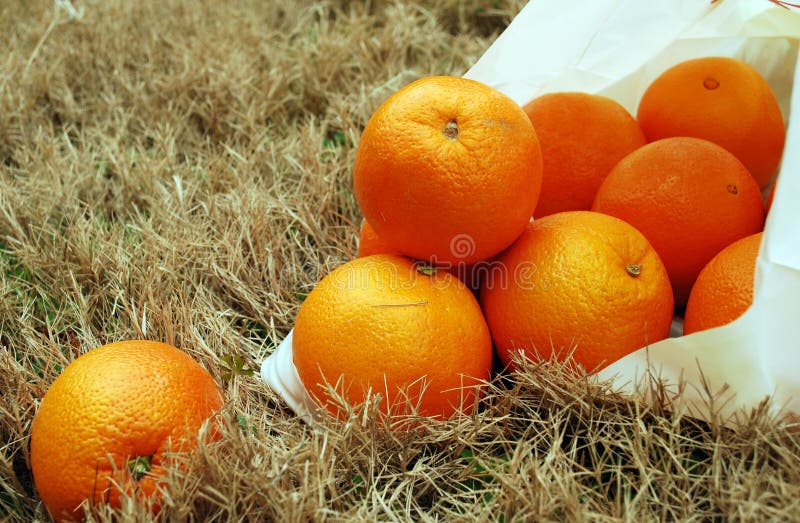 Oranges stock image. Image of juice, white, orange, fruit - 30210495