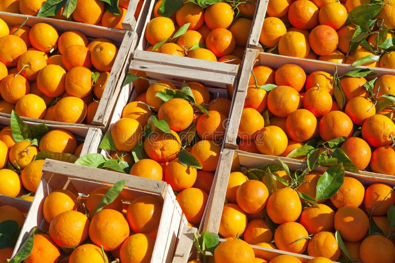 Boxes of Oranges stock image. Image of display, rectangular - 15383729
