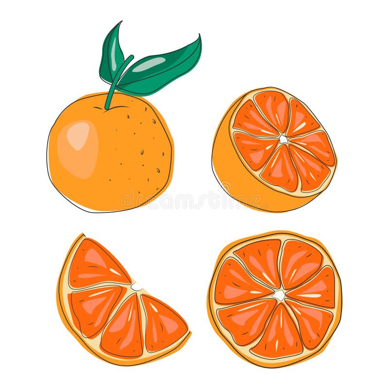 Oranges fruit vector stock vector. Illustration of color - 259654177