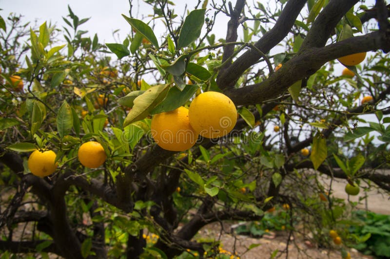 Oranges in Fruit Orchard in California Stock Photo - Image of plant ...