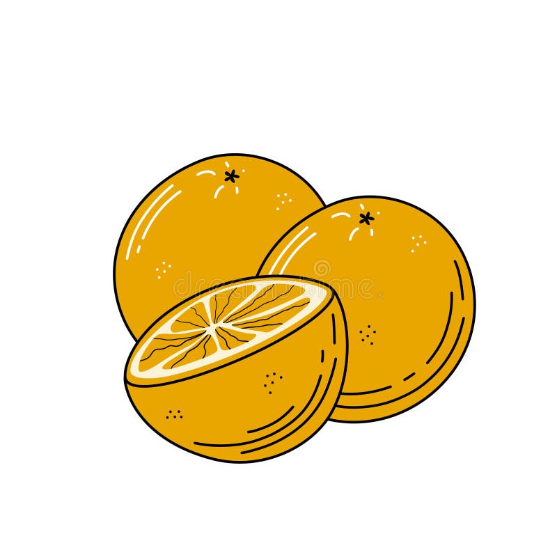 Oranges Fruits Sketch. Vector Illustration. Stock Vector - Illustration ...