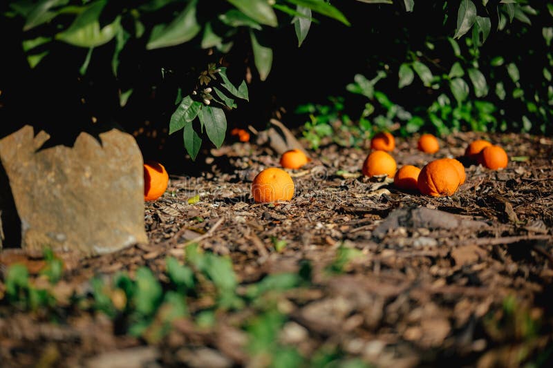 Oranges on Ground after Falling Off Citrus Tree Stock Image - Image of ...