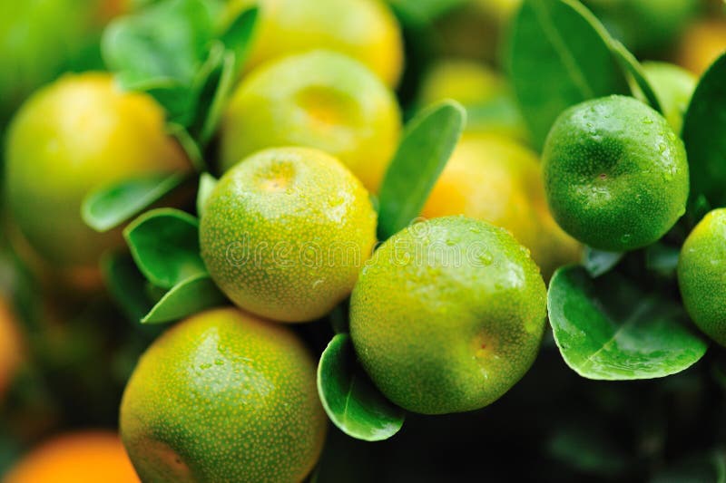 Fresh oranges on tree stock image. Image of cultivating - 29217943