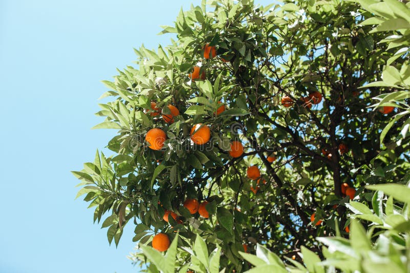 Oranges growing on a tree, stock image. Image of agriculture - 219865895
