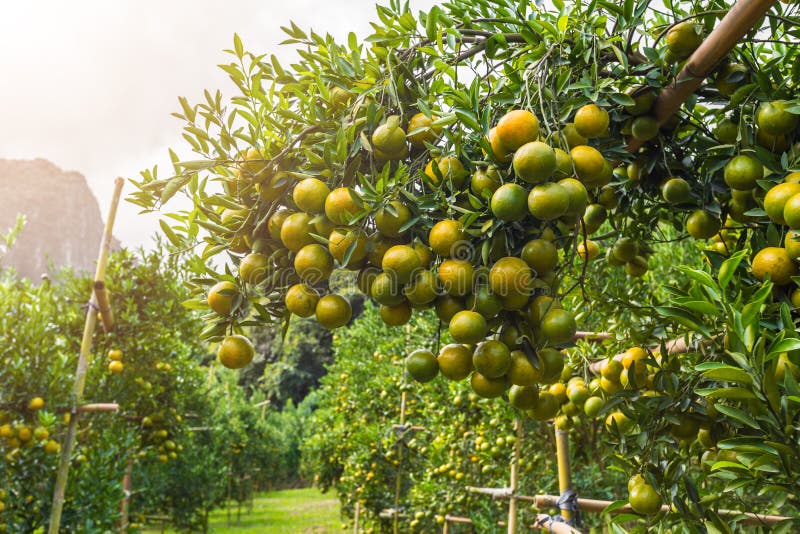 The Oranges Growing on Tree, North, Thailand Stock Image - Image of ...