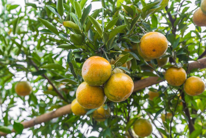 The Oranges Growing on Tree, North, Thailand Stock Image - Image of ...