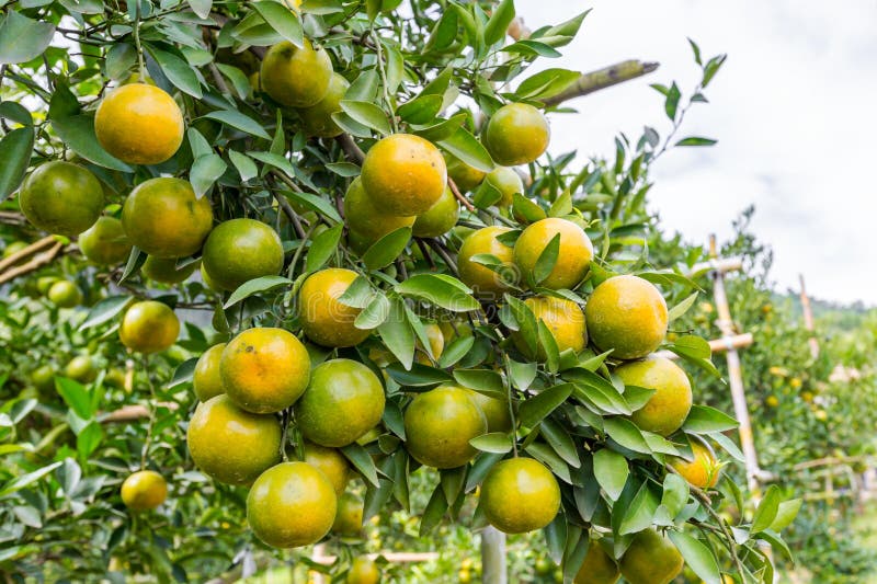 The Oranges Growing on Tree, North, Thailand Stock Image - Image of ...