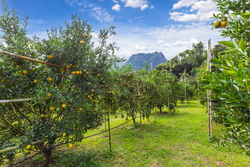 The Oranges Growing on Tree, North, Thailand Stock Image - Image of ...