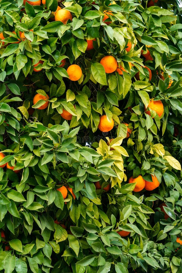 Oranges Hanging from the Branches of an Orange Tree Stock Image - Image ...