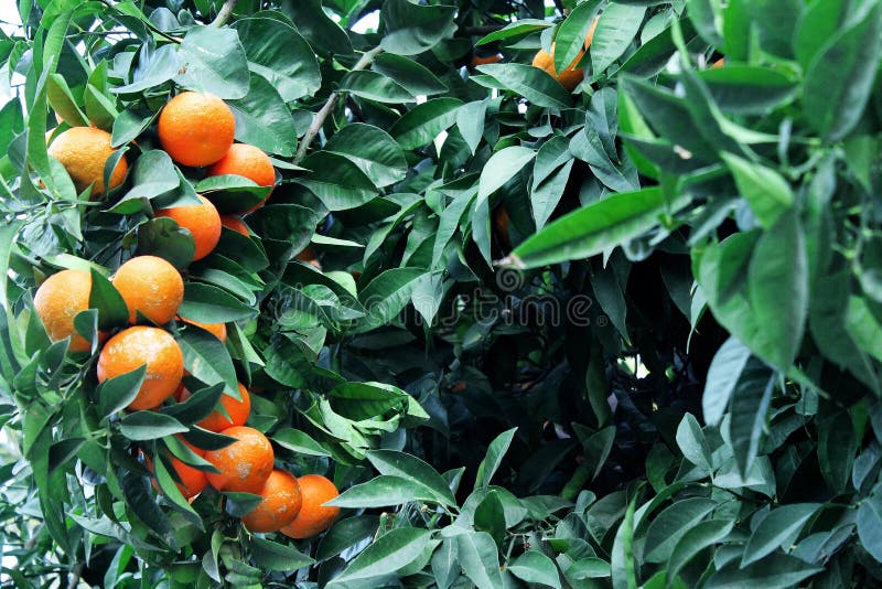 Oranges Hanging on the Orange Tree Branch Stock Photo - Image of flavor ...