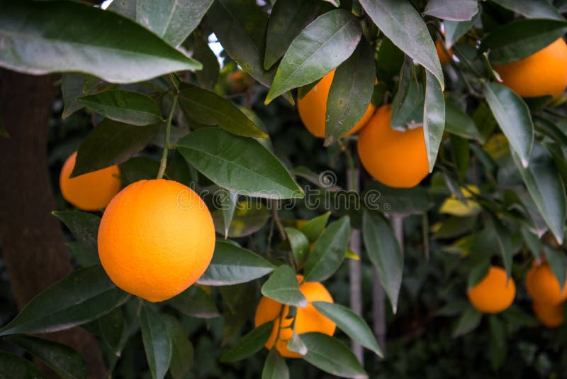 Oranges Hanging from a Tree Stock Photo - Image of fresh, orange: 179917802
