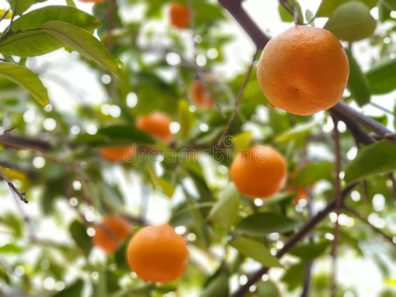 Oranges Hanging from a Tree Stock Photo - Image of strawberry, shrub ...