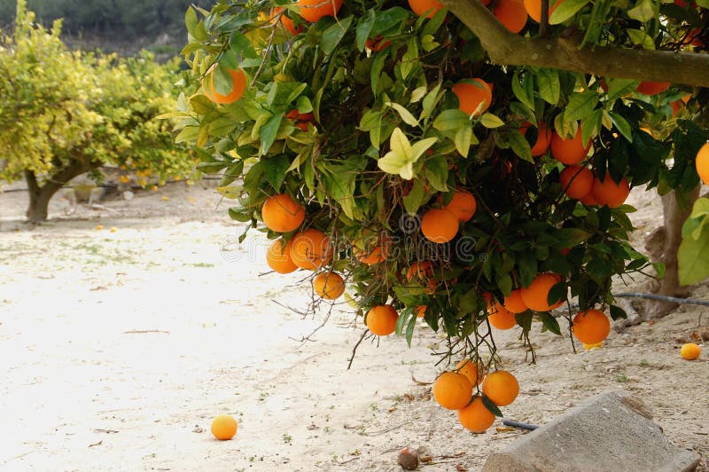Oranges Hanging on the Tree Stock Image - Image of oranges, greenery ...