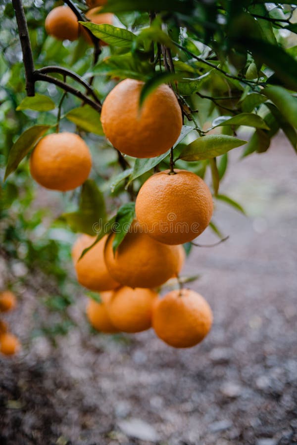 Oranges Hanging from the Tree in a Rainy Winter Day Stock Image - Image ...