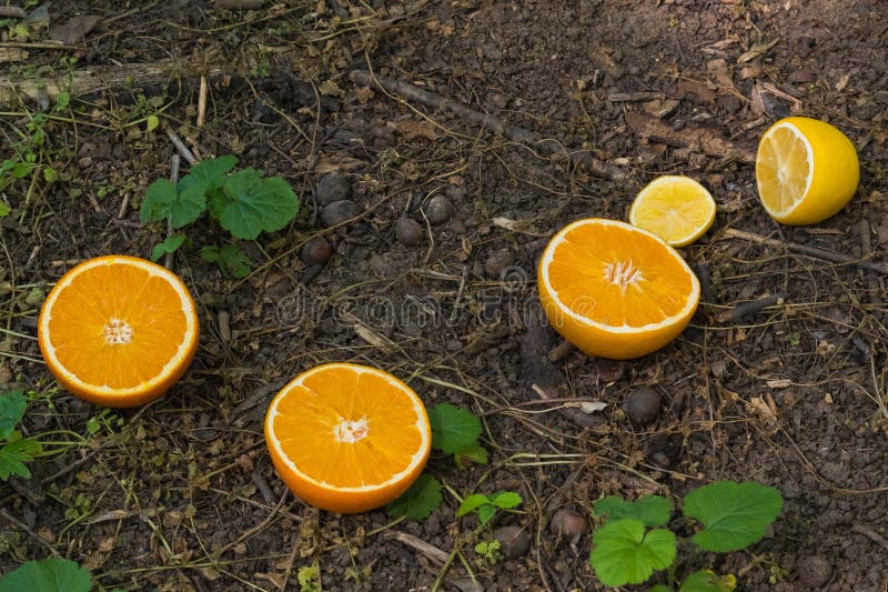 Oranges and Lemons Cut in Half and Thrown on the Ground Stock Image ...